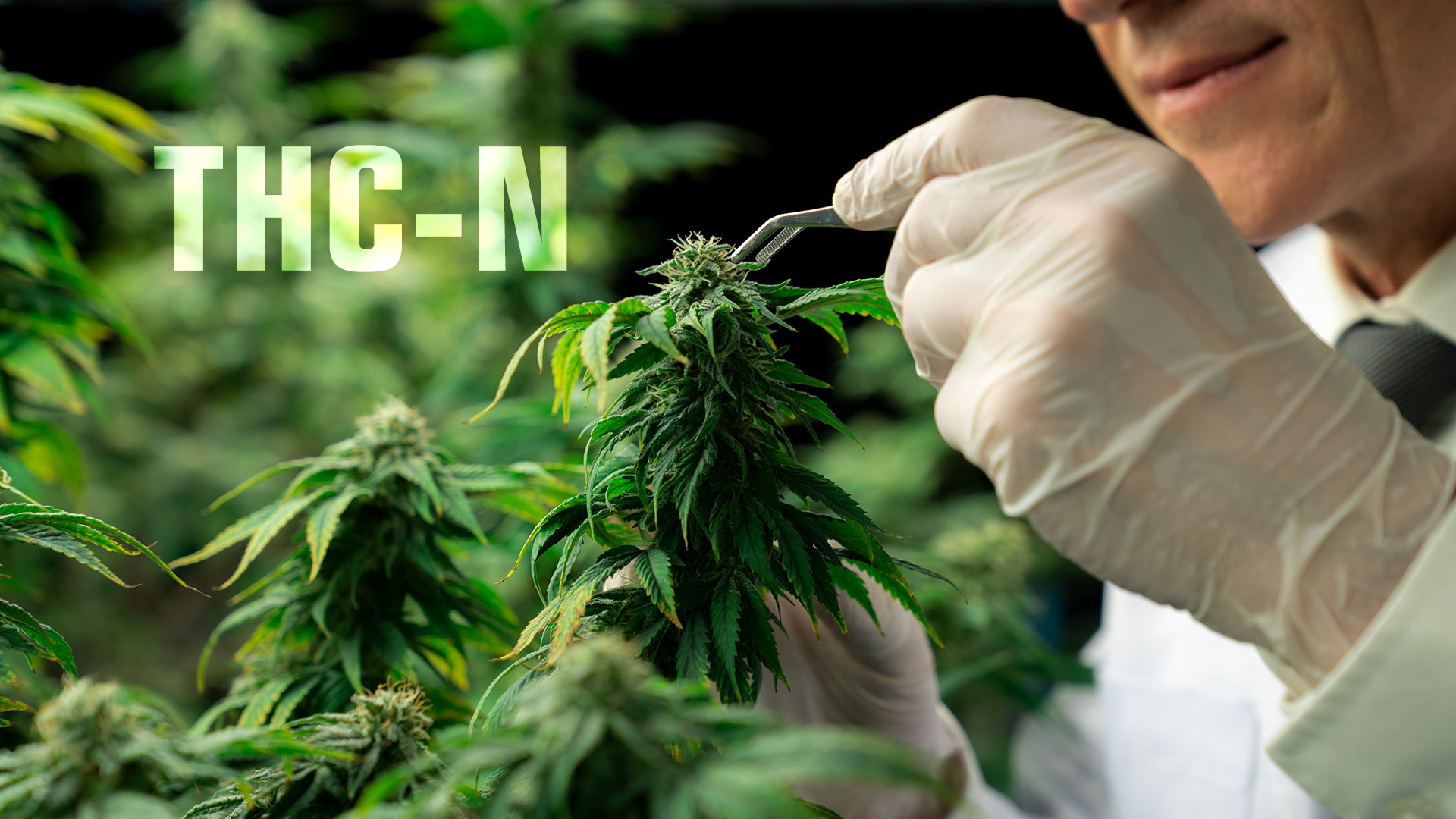 THC-N: The Comprehensive Beginner’s Guide to the Emerging Cannabinoid - THC & Me