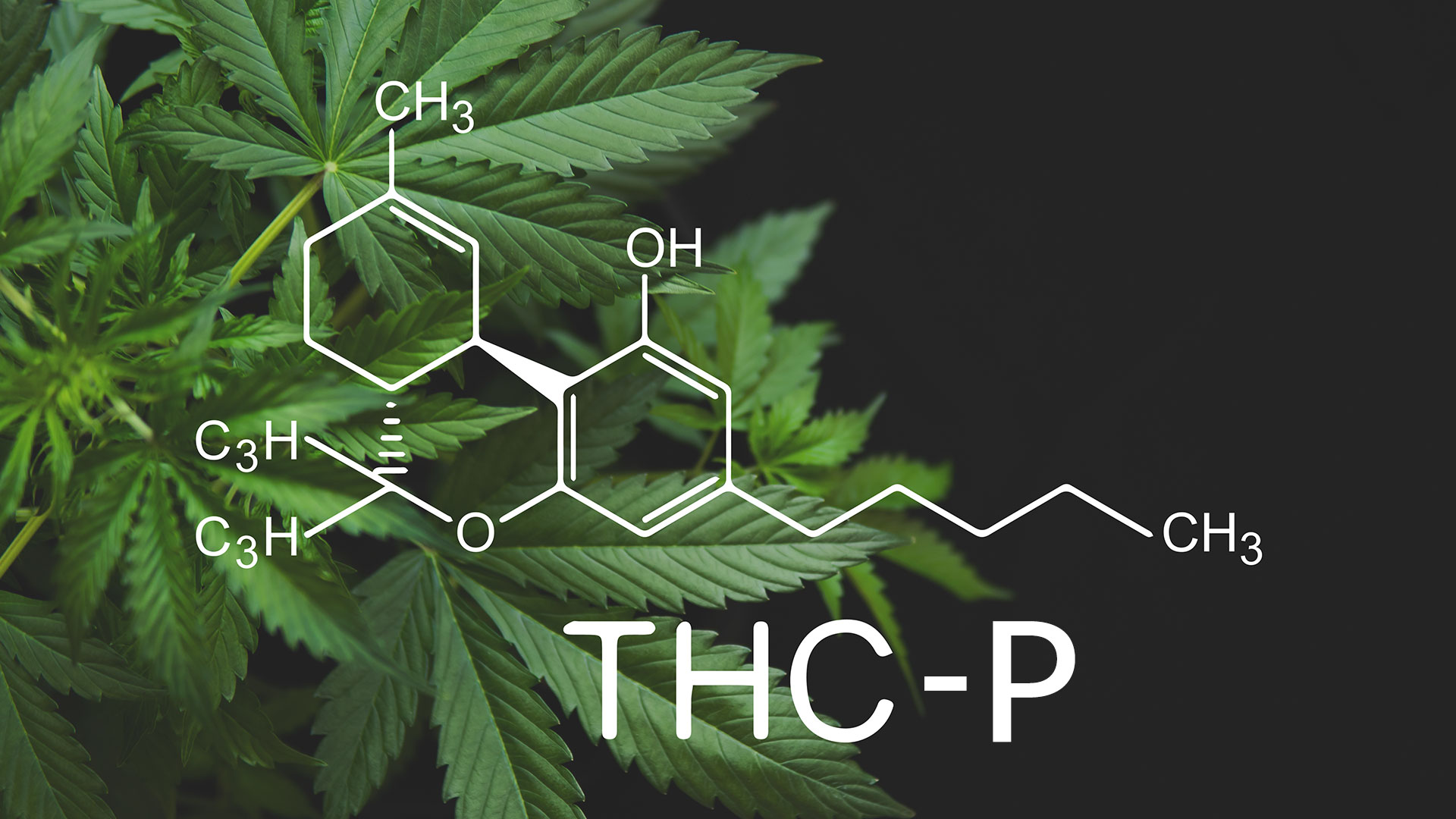 THC-P: The Ultimate Beginner's Guide to Cannabis’s Most Potent ...